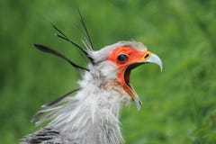 Secretary Bird With Scary Face Stock Photo - Image of prey, africa ...
