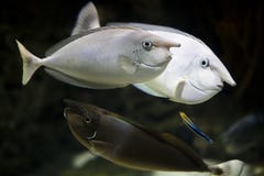 Sea nose fish stock photo. Image of tank, creature, nature - 7410942