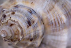Big sea snail shell stock image. Image of white, nature - 3303329