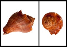 Radial Sea Shell Isolated stock image. Image of tropical - 14164683