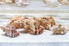 Closeup Of Colorful Sea Shells In Different Shapes Stock Photo - Image ...