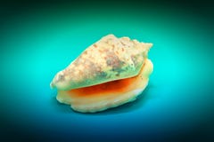 Turquoise Sea Shell stock photo. Image of white, colour - 6473934