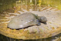 Turtle Shell Stock Photos - Download 15,095 Images