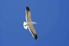 Blue Wildebeest bull stock image. Image of cross, game - 12200195