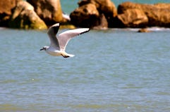 Silver Gull Flying Over Beach Stock Photo - Image: 25312040