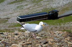 Rockies Train Journey stock photo. Image of river, gorgeous - 15550388