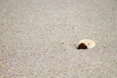Seashell Seashore Stock Photos - Royalty Free Stock Images