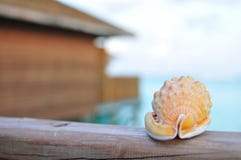 Seashell house stock image. Image of tropical, original - 194463
