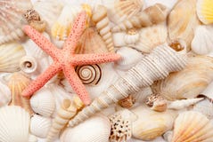Lots of seashells. stock image. Image of relaxation, marine - 31684183