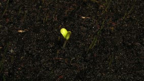 Seedling Timelapse stock footage. Video of soil, agriculture - 41053996