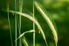 Segale selvatica foto stock - Iscriviti Gratis