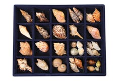 Many Various Shells And Stones In The Wooden Box Stock Image - Image of ...