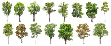 Sapling Oak, Isolated On A White Background Stock Photography - Image ...