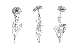 Pencil Sketch Of Calendula Flower Stock Illustration - Illustration of ...