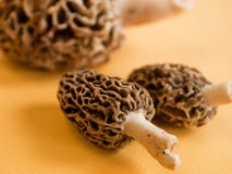 Hongo De La Morilla Común (Morchella Esculenta) Foto de archivo ...