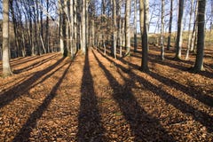 Long Shadows Of Late Fall Stock Photography - Image: 24387532