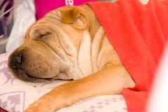 Sharpei dog stock photo. Image of blue, indoor, obedient - 24188404