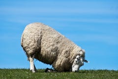 Lamb Kneeling stock photo. Image of kneeling, cute, farmland - 2258752