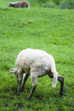 Sheep stock image. Image of field, pasture, richness, flock - 5300323