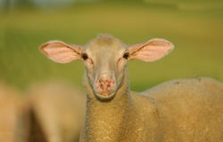 Ugly Sheep Stock Photos, Images, & Pictures - 48 Images