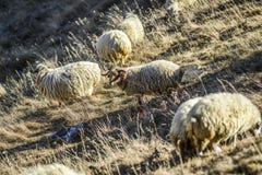 Farm Animals In The Autumn Field Royalty Free Stock Photo - Image: 32487135