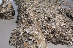 Coral Beach Oyster Shell Stock Photos - Image: 760763