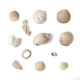 Seaside Selection stock image. Image of fishes, mussels - 80187