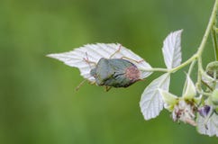 Raspberry stock photo. Image of vitamins, shrub, rubus - 34224696