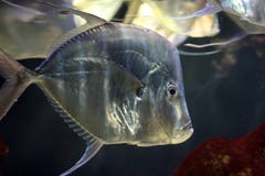 Shiny Fish Stock Photos - Royalty Free Stock Images