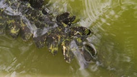 Alligator Skin Scales Picture. Image: 4809268