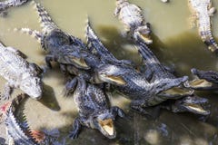 Swarm Of Siamese Crocodiles Stock Photo - Image: 13902710