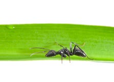 Ant Side View Stock Photo - Image: 40692256