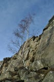 Tree Growing Out Rock Stock Photos - 188 Images