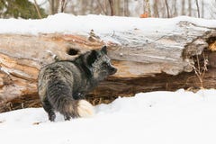 Silver Fox Snow Stock Images - 250 Photos