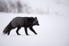 Silver Fox Snow Stock Images - 250 Photos