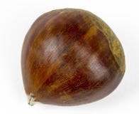 Single Chestnut Stock Photo - Image: 21560880
