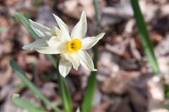 Single Yellow Daffodil, Narcissus Spring Flower With Stem And Leaves ...