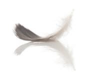 Single feather on white stock photo. Image of float, feather - 3824072