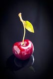 Single Black Cherry Stock Images - Image: 1680114