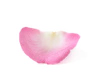 Single Rose Petal Stock Photo - Image: 8145600