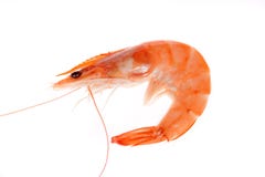 Single Shrimp Stock Photo - Image: 9000770