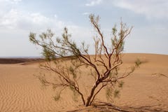 A Single Tamarisk Tree (Tamarix Articulata) In The Sahara Desert Stock ...