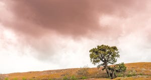 Tree Growing Out Rock Stock Photos - 188 Images