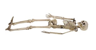 Laying Skeleton Stock Images - 437 Photos