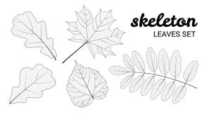 Leaf skeleton silhouette stock vector. Illustration of autumn - 29745479