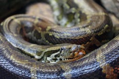 Sleeping Snake Stock Photography - Image: 3437942