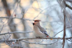 Small Bird In The Cold Winter Stock Photo - Image of european, life ...