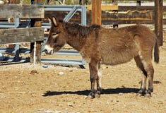 Brown Mule In A Corral Stock Image - Image: 38738671