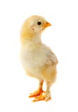 Small chicken stock image. Image of newborn, cute, chicken - 4313249