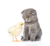 Kitten Baby Chick Stock Photos, Images, & Pictures - 75 Images